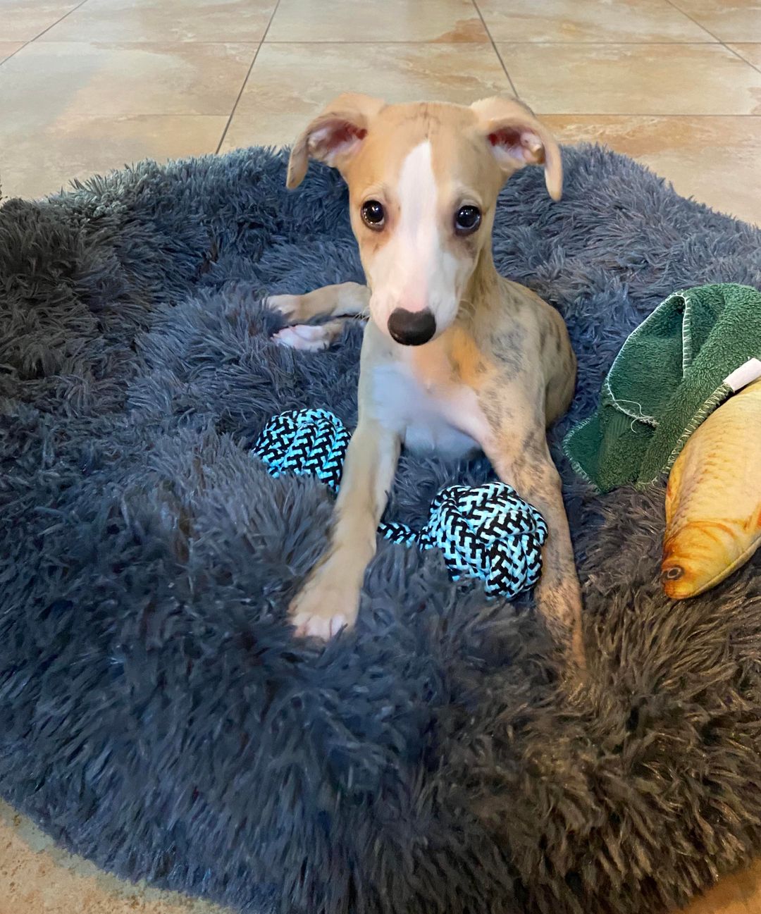 Whippet Puppy 8 Weeks