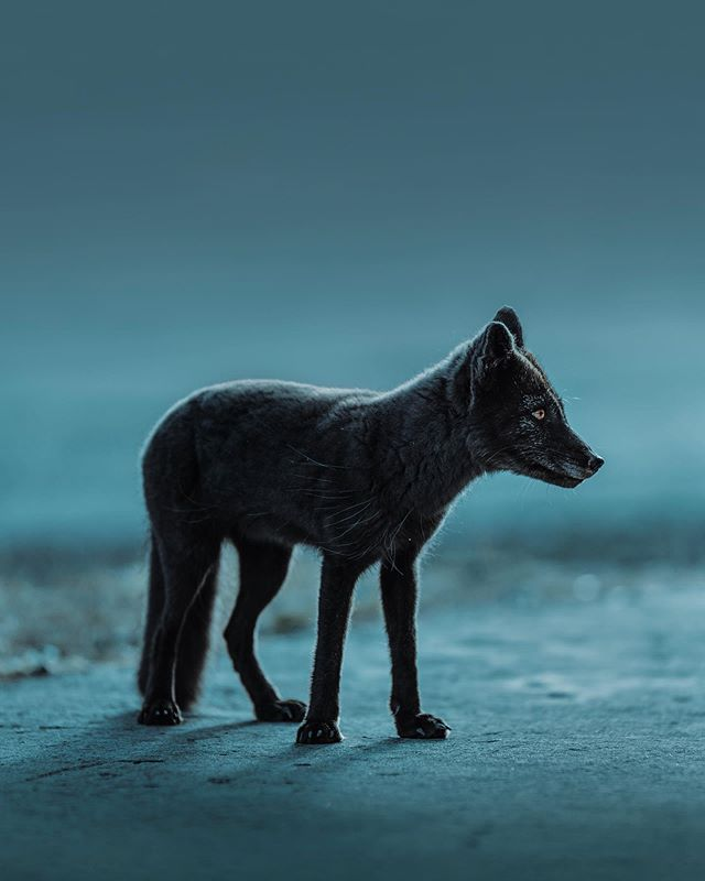 Silver Fox Tumblr