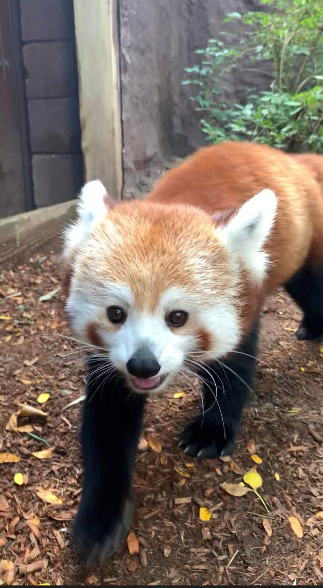 Excited Red Panda